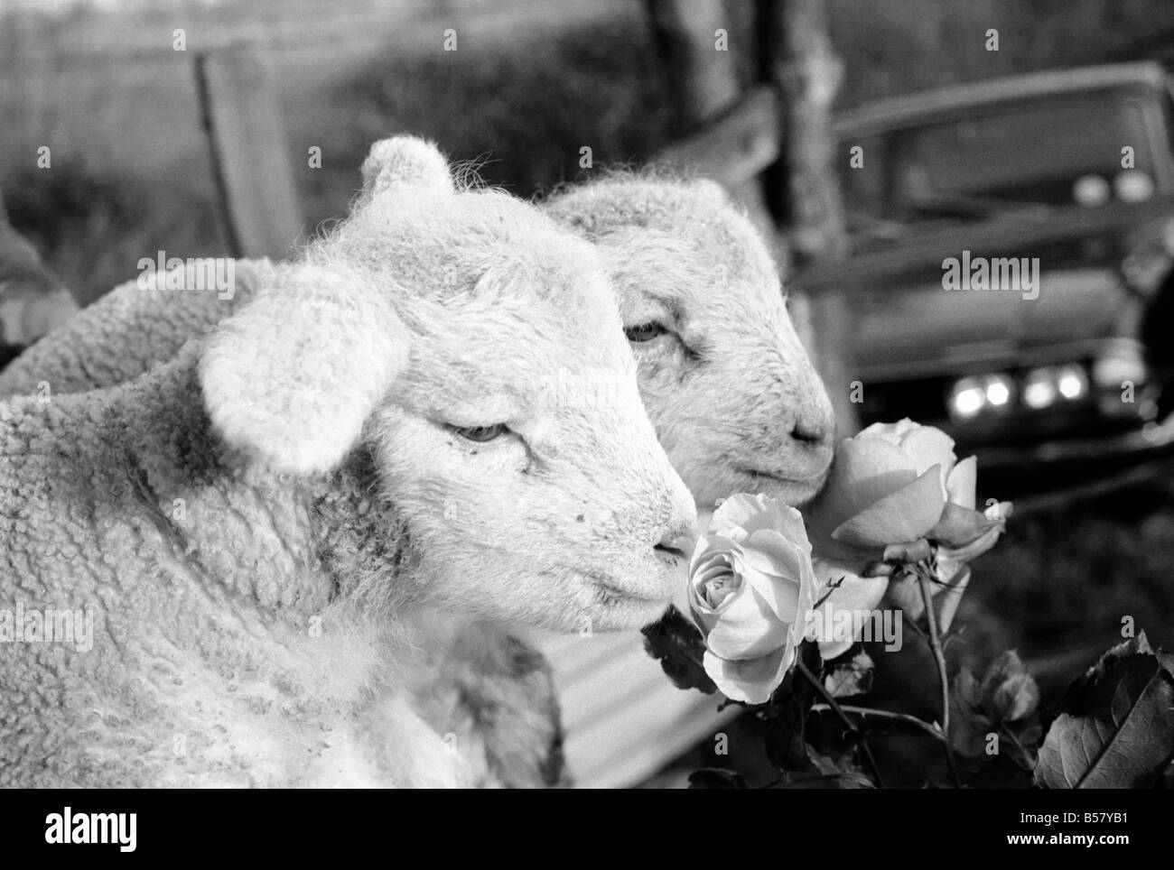 Spring lambs sheep Black and White Stock Photos & Images - Alamy