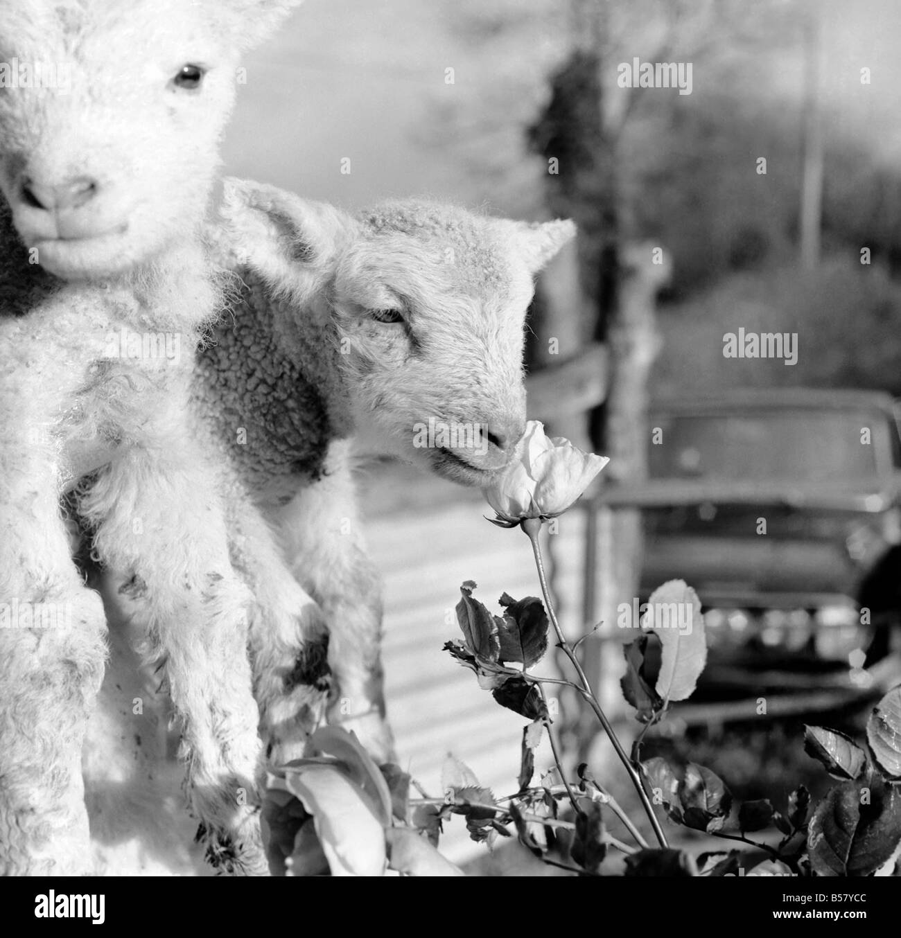 Spring lambs sheep Black and White Stock Photos & Images - Alamy