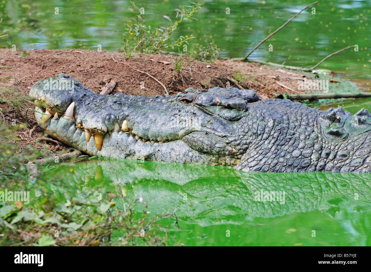 Crocodile side view hi-res stock photography and images - Alamy