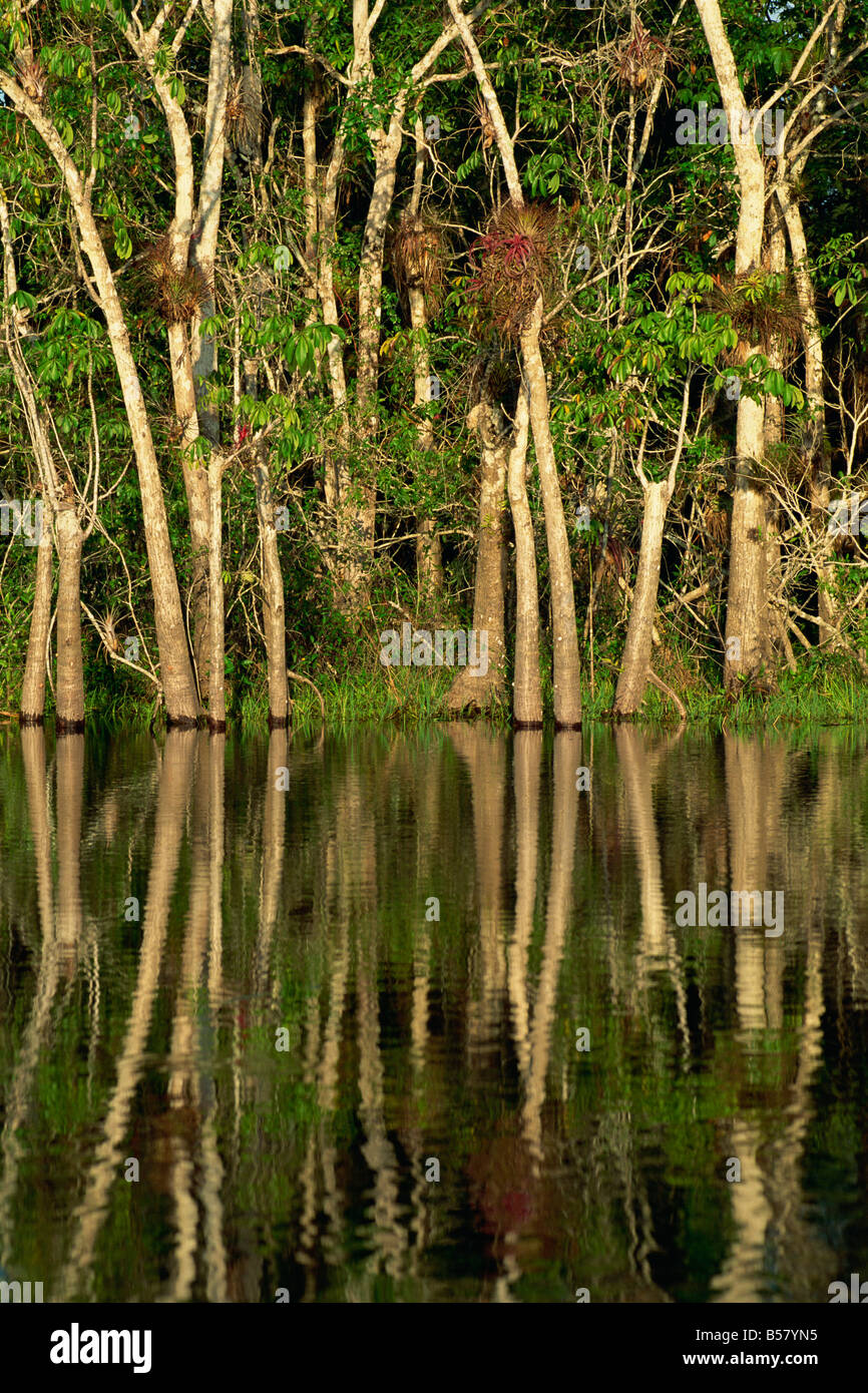 Reflections of bullet trees in the water of New River at Orange Walk in ...