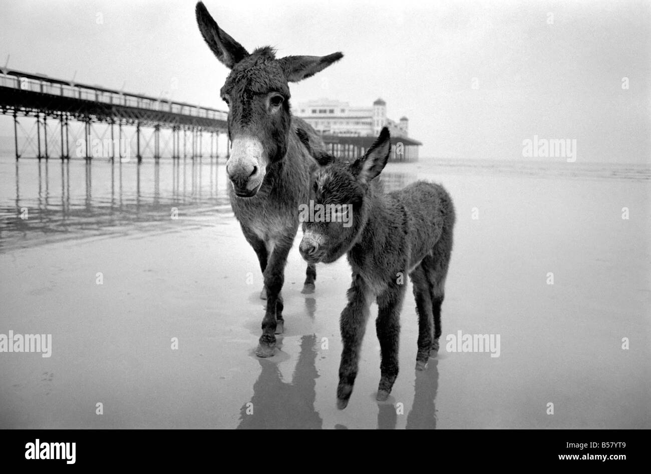 Donkey beach 1970's hi-res stock photography and images - Alamy