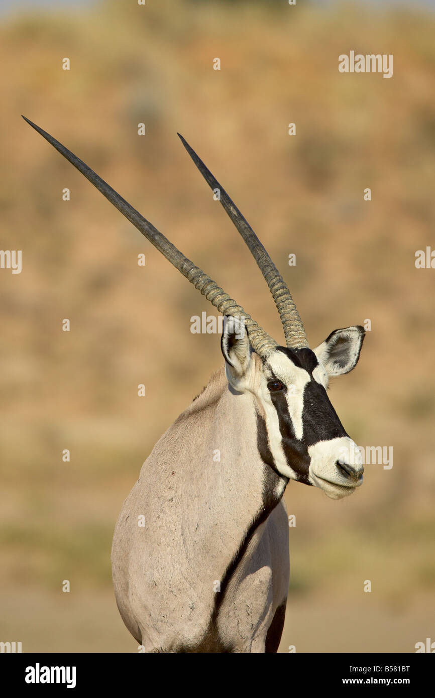 Gemsbok, Kgalagadi Transfrontier Park, encompassing the former Kalahari ...