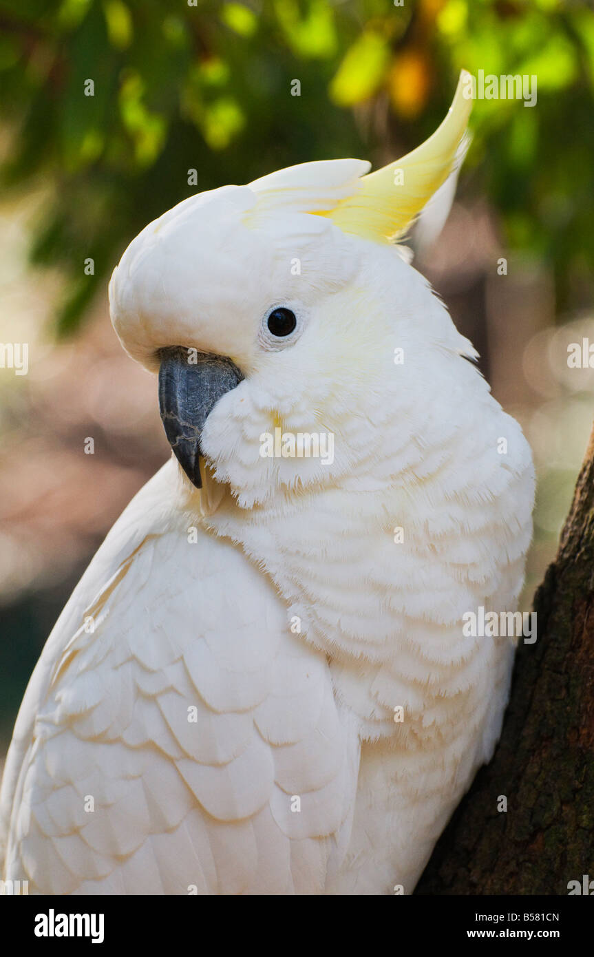 Dandenong ranges hi-res stock photography and images - Alamy