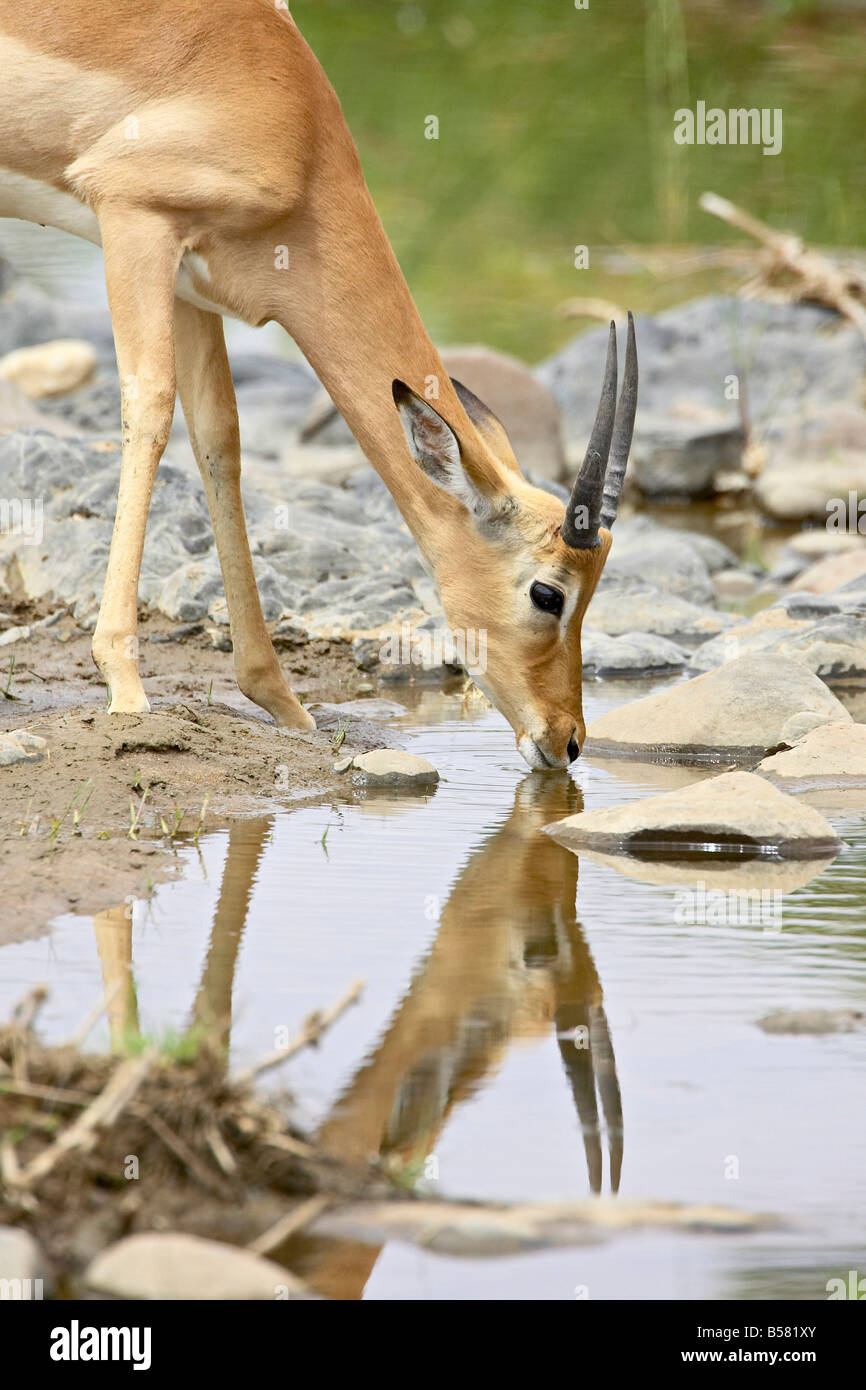 Drinking impala hi-res stock photography and images - Alamy