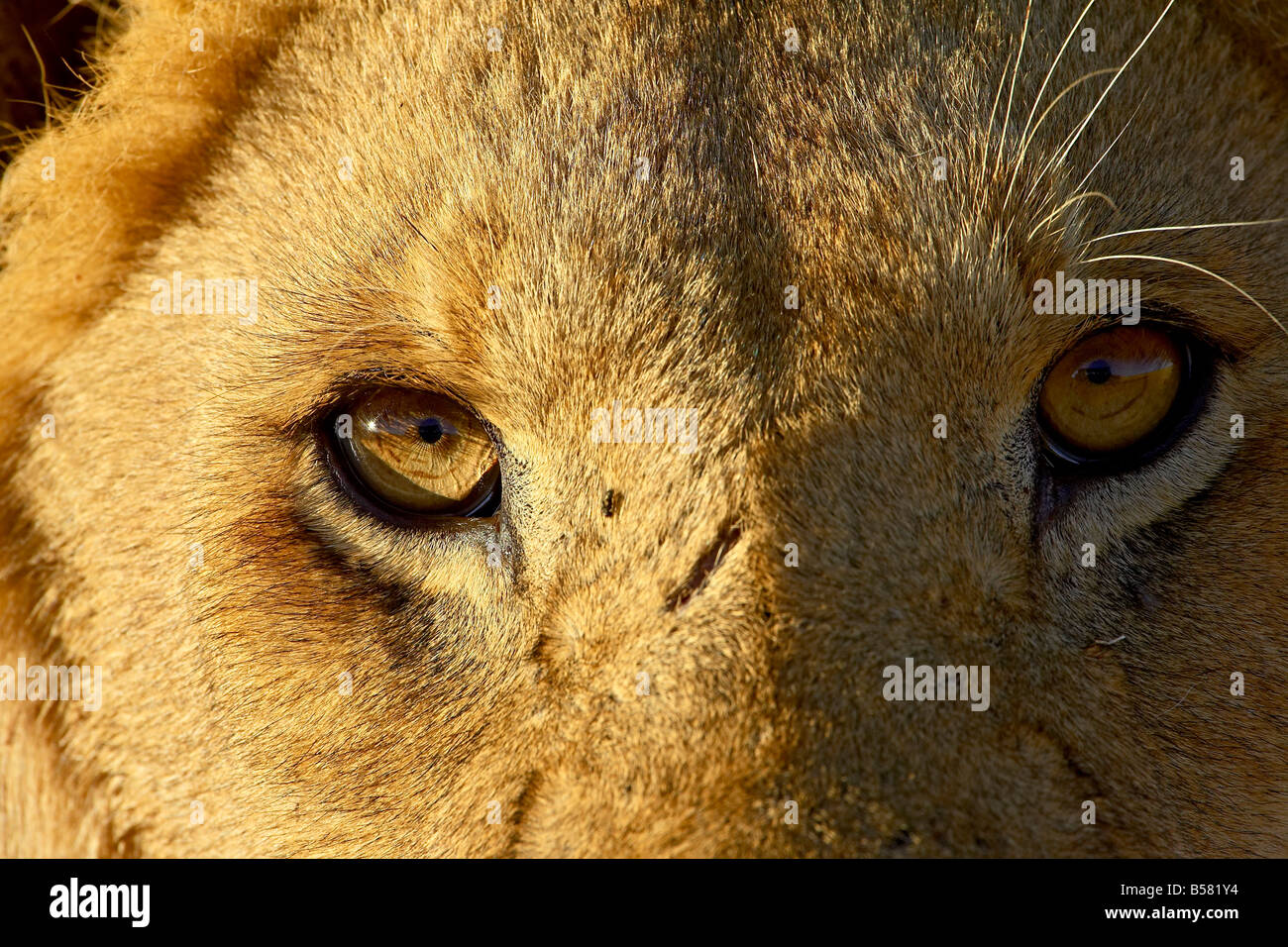 Male lion (Panthera leo) face, Masai Mara National Reserve, Kenya, East ...