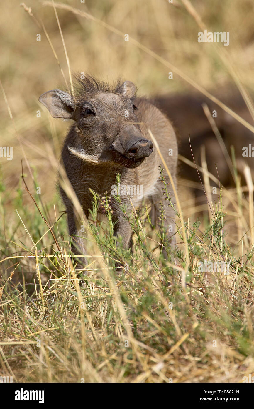 Baby warthog (Phacochoerus aethiopicus), Masai Mara National Reserve ...
