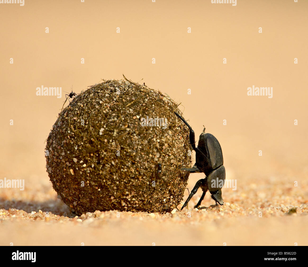 Dung beetle rolling a dung ball, Kruger National Park, South Africa ...