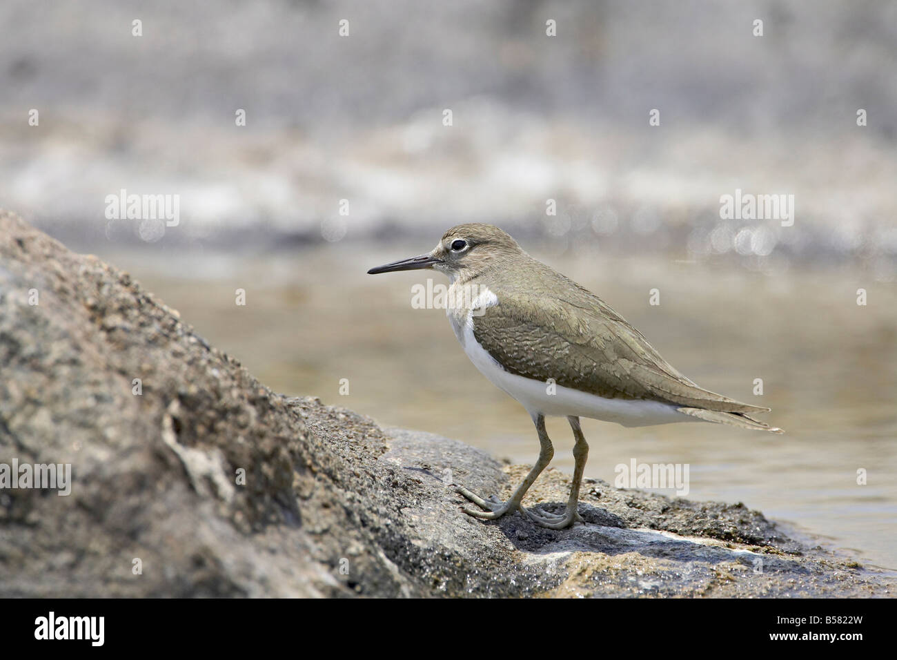 Common sandpiper (Actitis hypoleucos), Kruger National Park, South ...