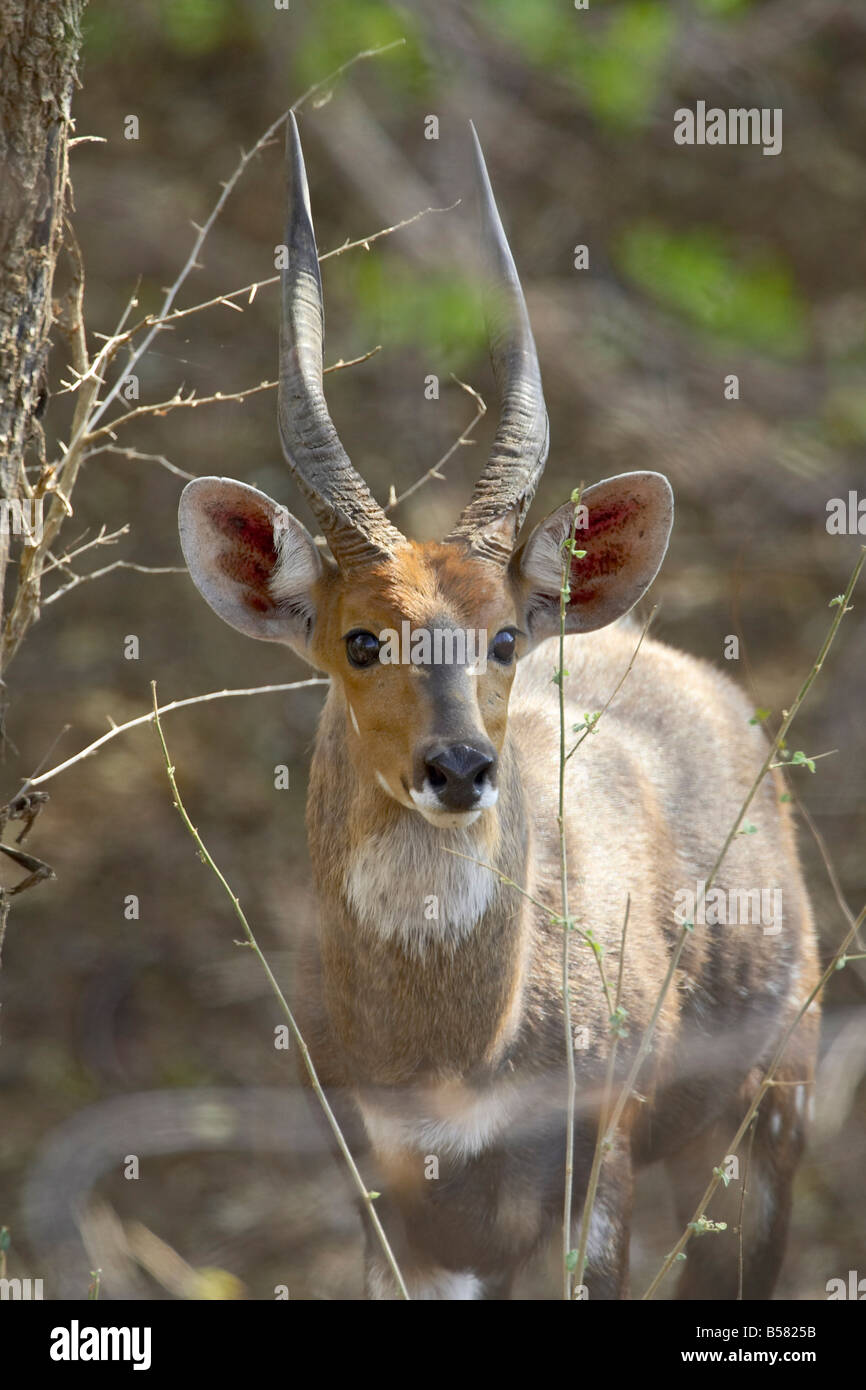 Male bushbuck (Tragelaphus scriptus), Kruger National Park, South ...