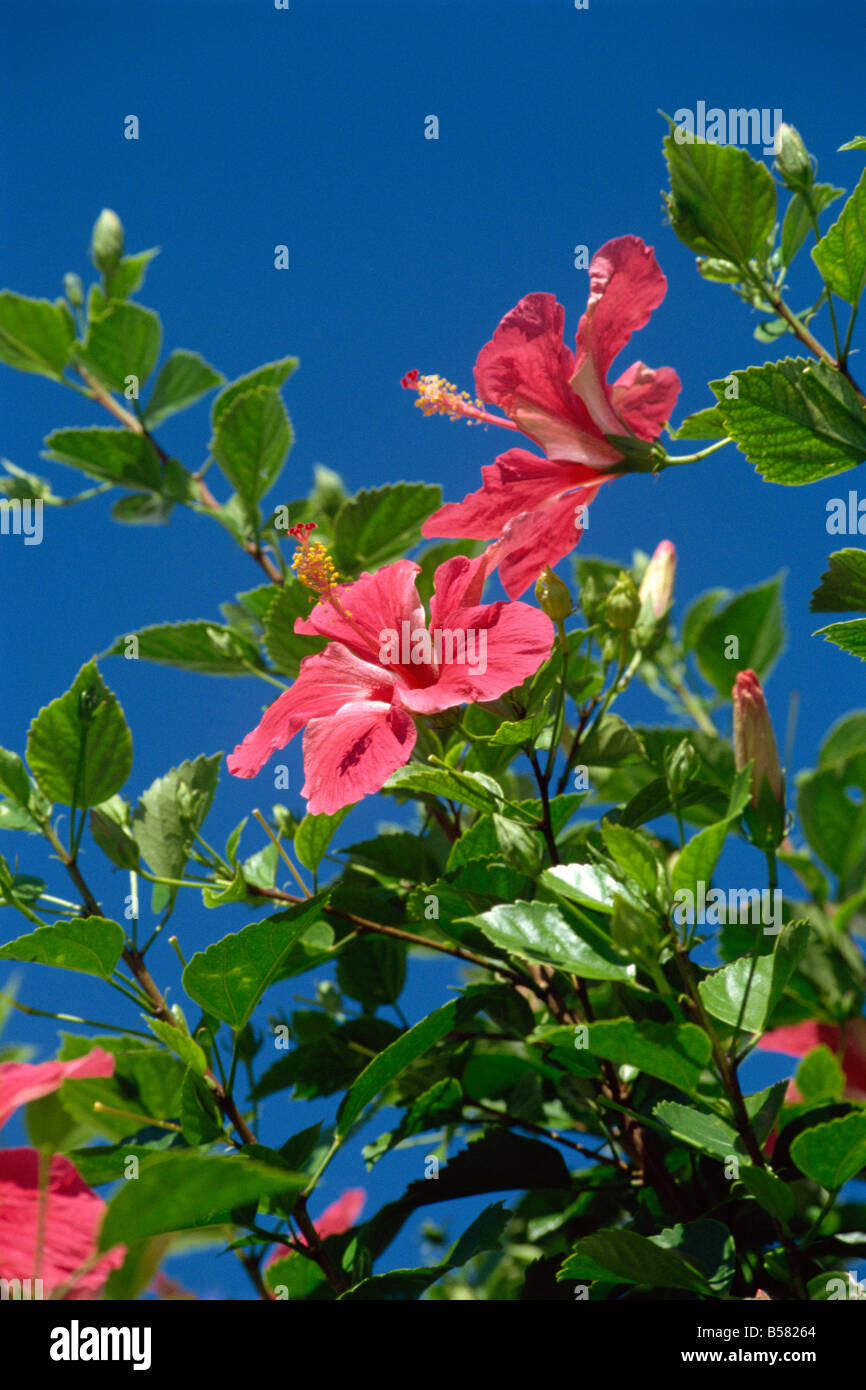 Bermuda Flowers Stock Photos & Bermuda Flowers Stock Images - Alamy