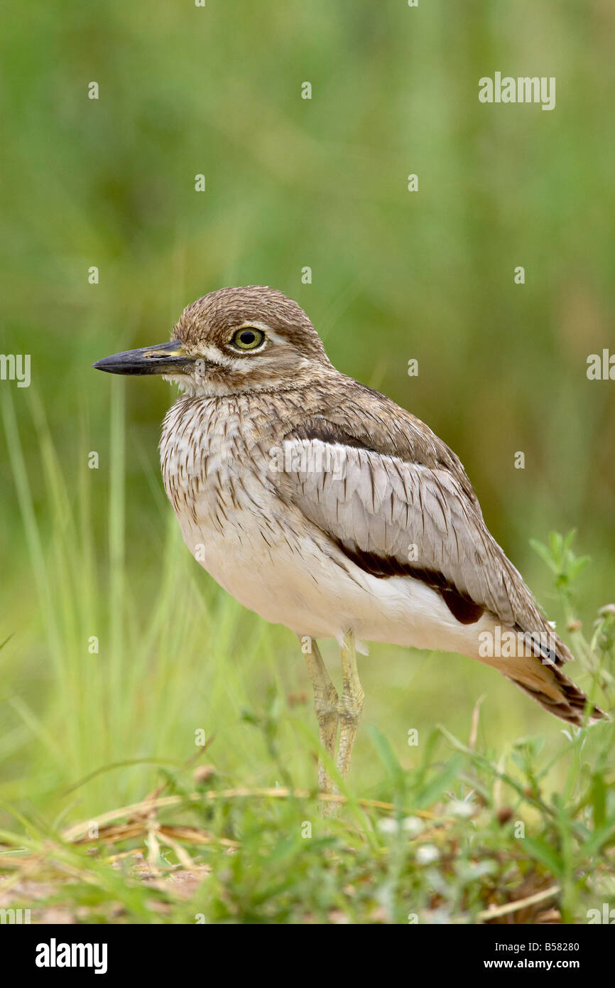 Water dikkop burhinus vermiculatus hi-res stock photography and images ...