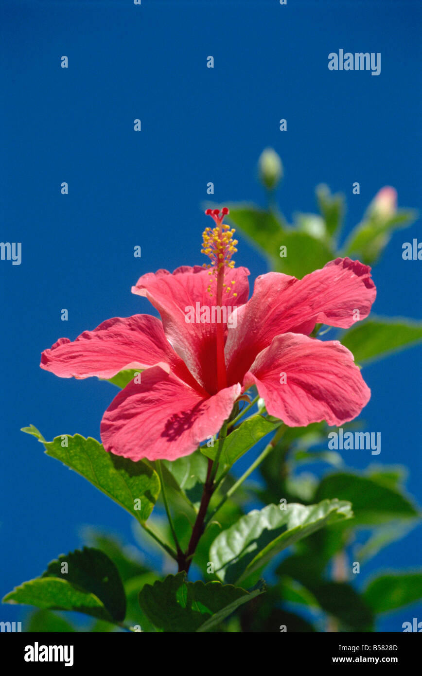 Pink hibiscus flower Bermuda Central America Stock Photo - Alamy