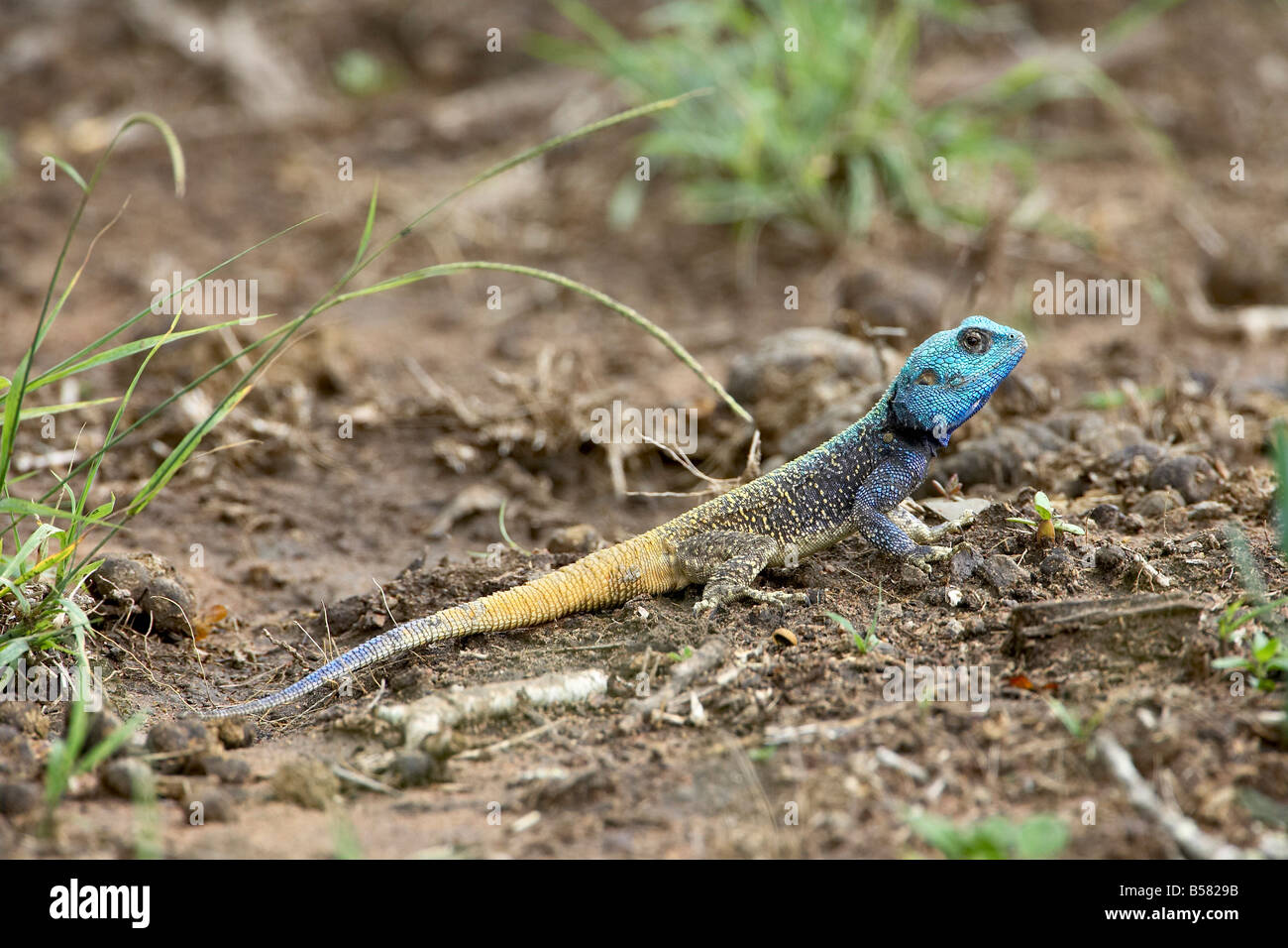 Southern tree agama (Acanthocerus atricollis), Imfolozi Game Reserve ...