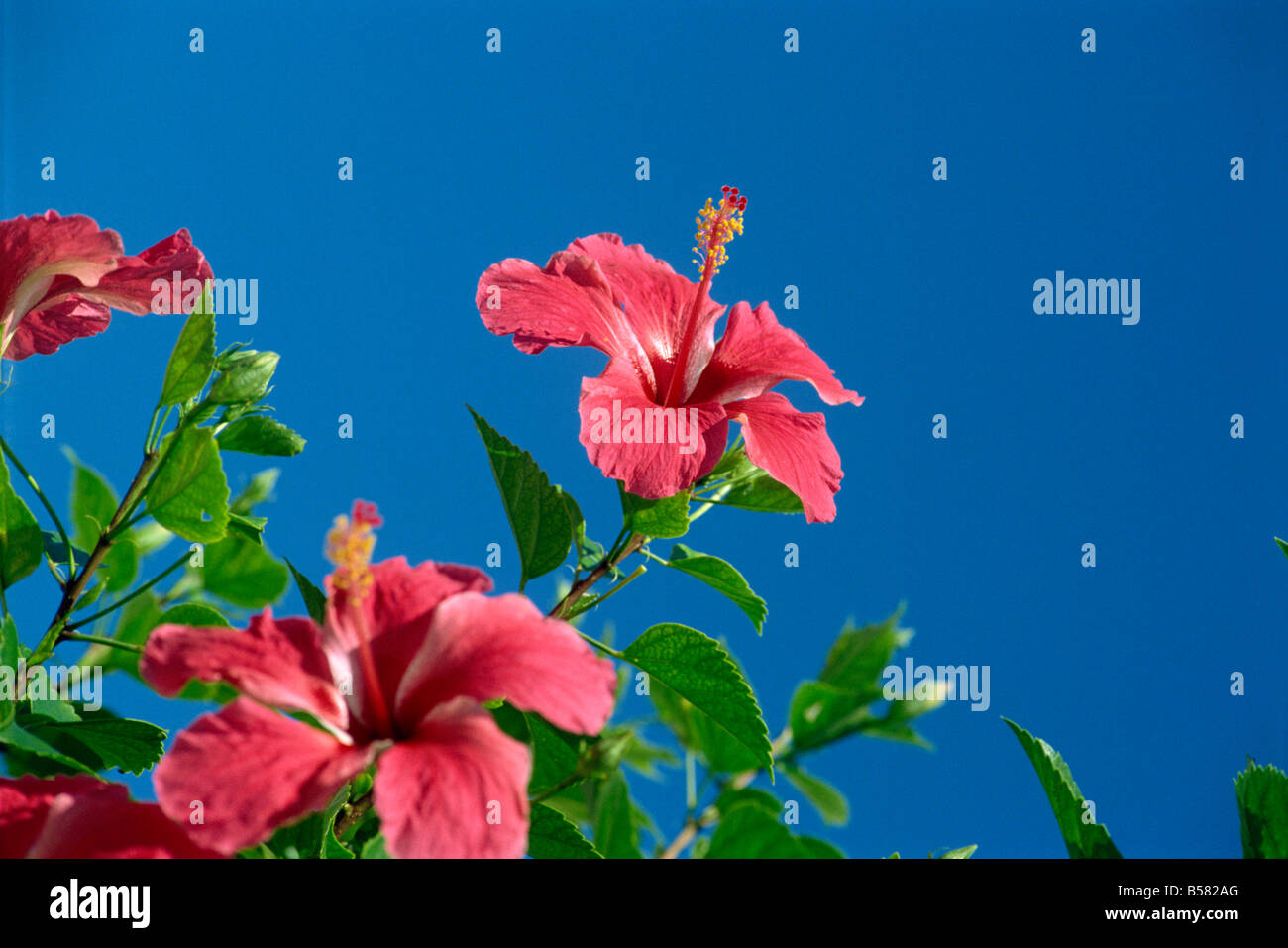 Pink hibiscus flowers Bermuda Central America Stock Photo - Alamy
