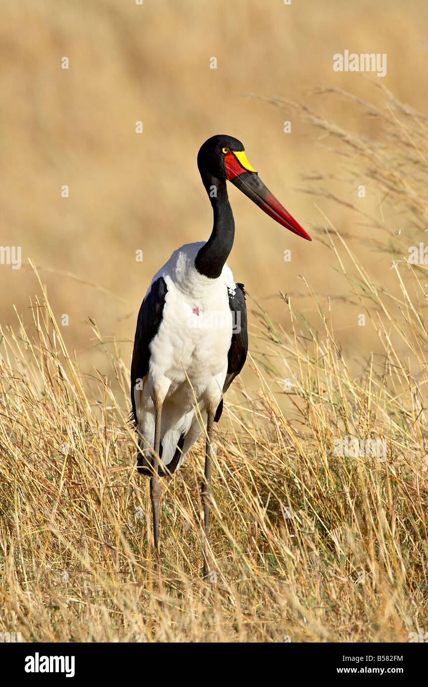 Female saddle-billed stork (Ephippiorhynchus senegalensis), Masai Mara ...