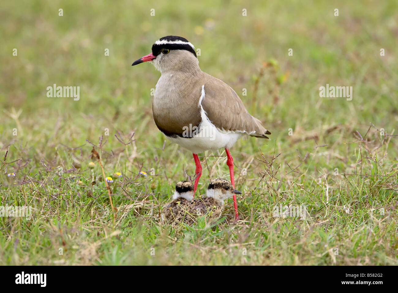 Crowned plover or crowned lapwing (Vanellus coronatus) adult with two ...