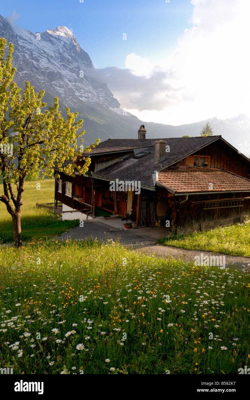 Spring alpine flower meadow and chalet, Grindelwald, Bern, Switzerland ...