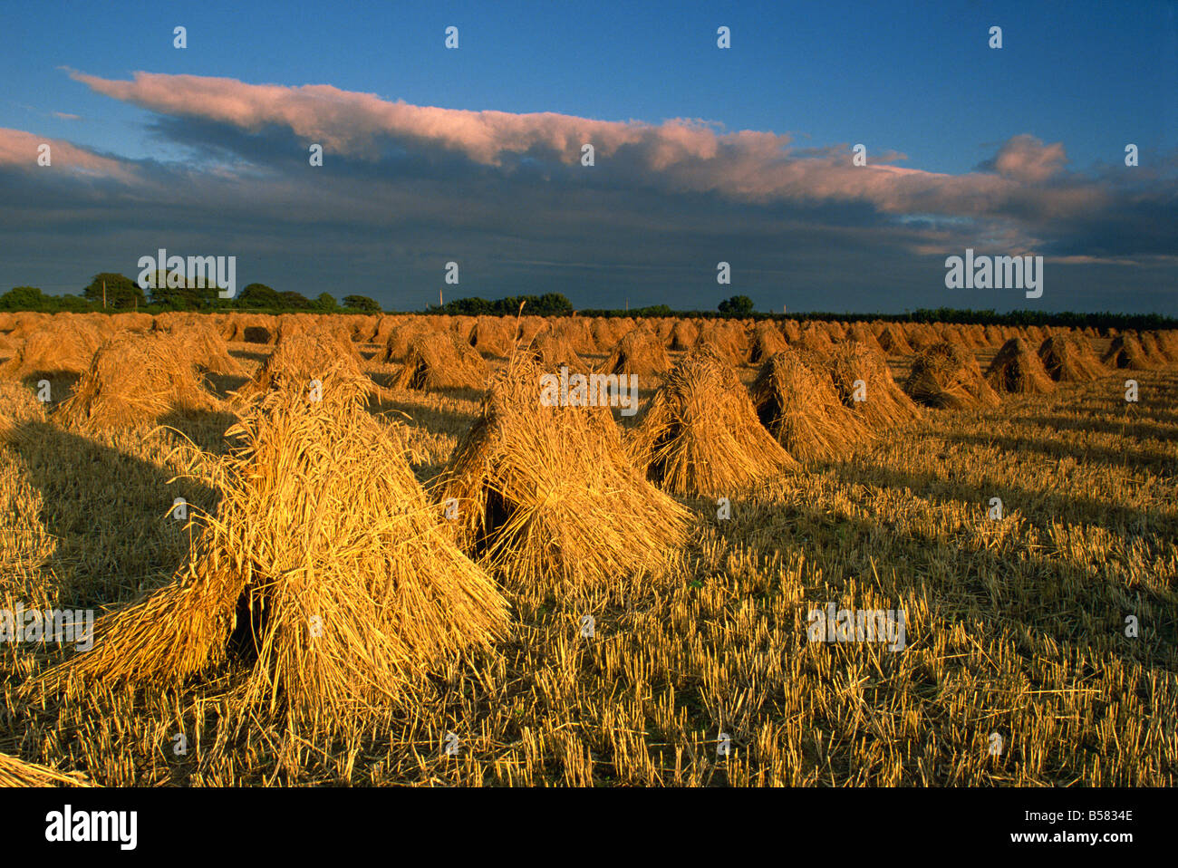 Corn stooks hi-res stock photography and images - Alamy