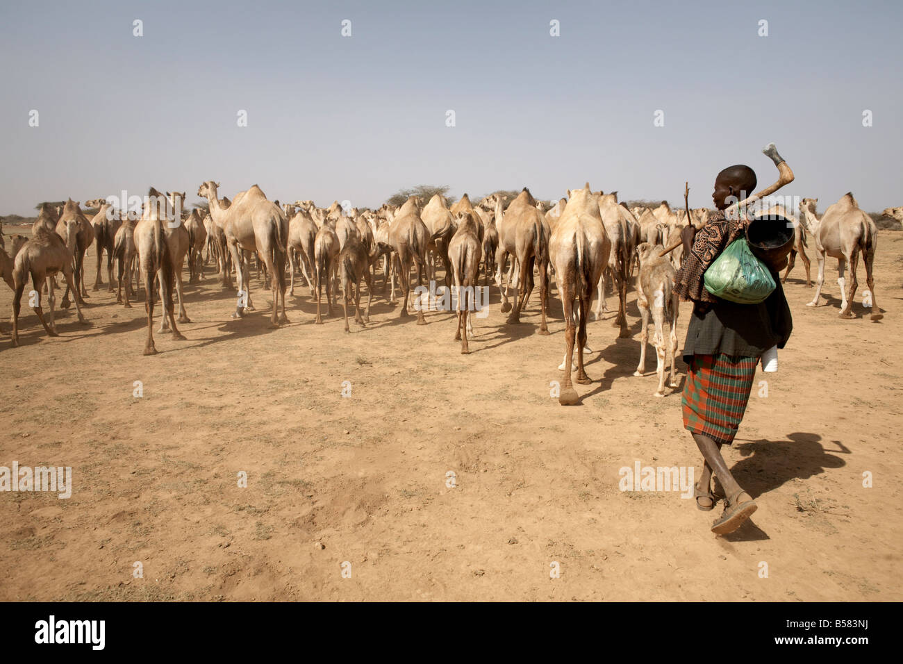 Nomadic Herding Africa