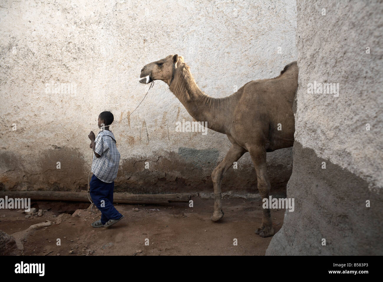 A boy walks his camel through one of the 368 alleyways contained within ...