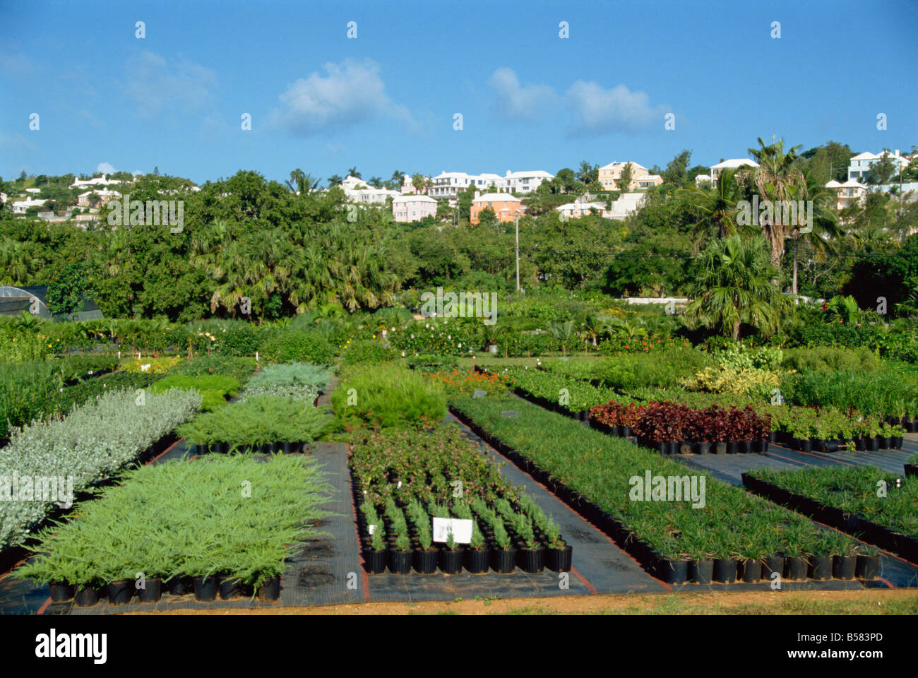 Hamilton Bermuda Atlantic Ocean Central America Stock Photo - Alamy