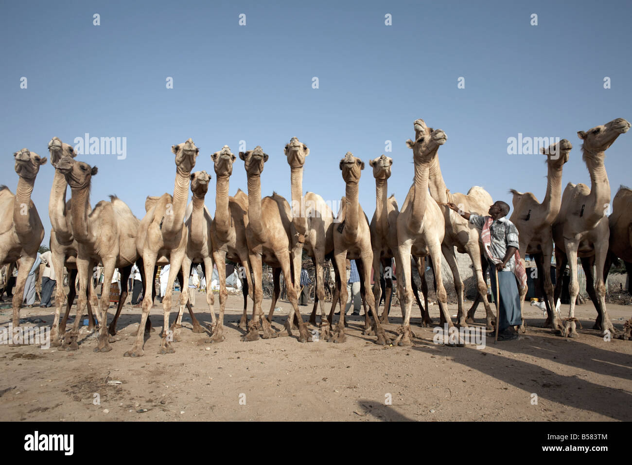 Camel traders in somaliland hi-res stock photography and images - Alamy
