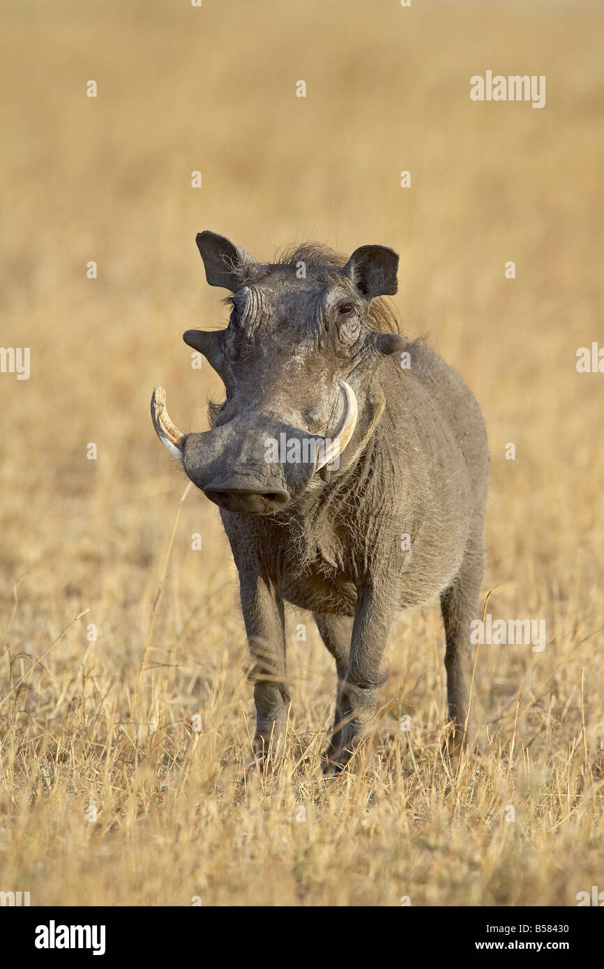 Warthog (Phacochoerus aethiopicus), Masai Mara National Reserve, Kenya ...