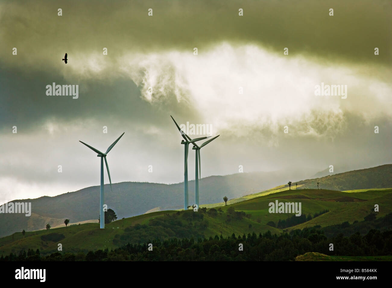 Soaring bird not eagle hi-res stock photography and images - Alamy