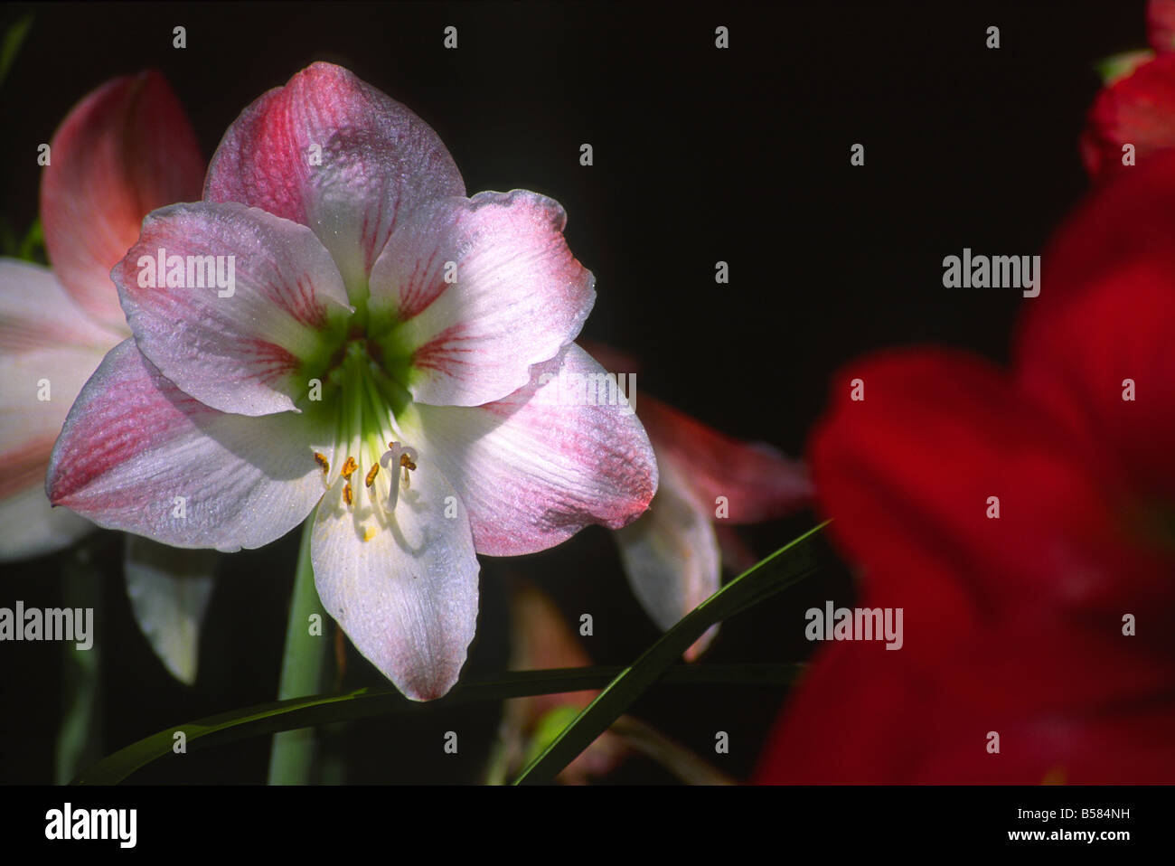 Flowers in Balboa Park, San Diego Stock Photo - Alamy