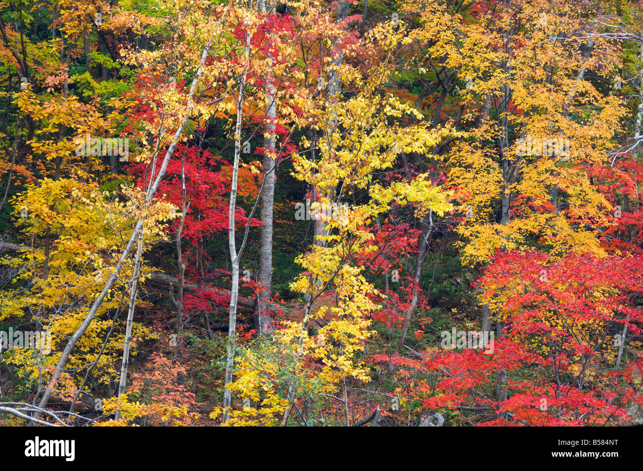 Hokkaido fall national park hi-res stock photography and images - Alamy