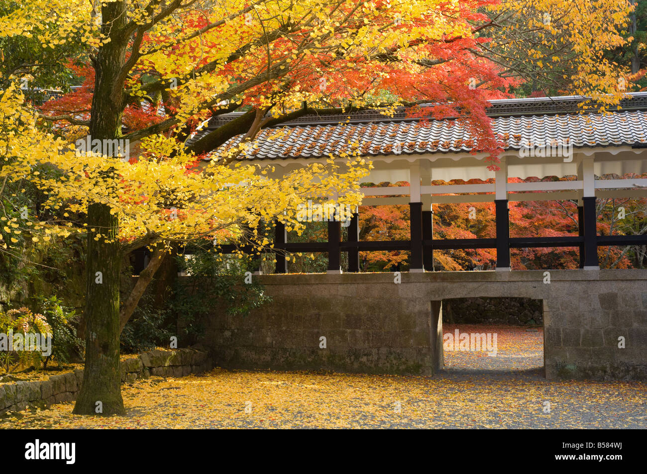 Gingko tree, garden of Nanzenji Temple, Kyoto, Kansai (Western Province ...