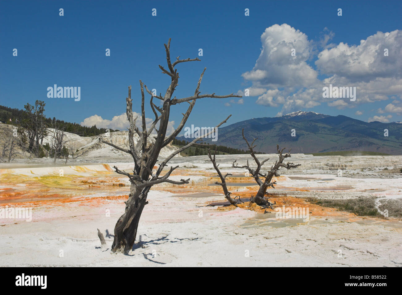 Dead tree trunks, Canary Spring, top Main Terrace, Mammoth Hot Springs ...