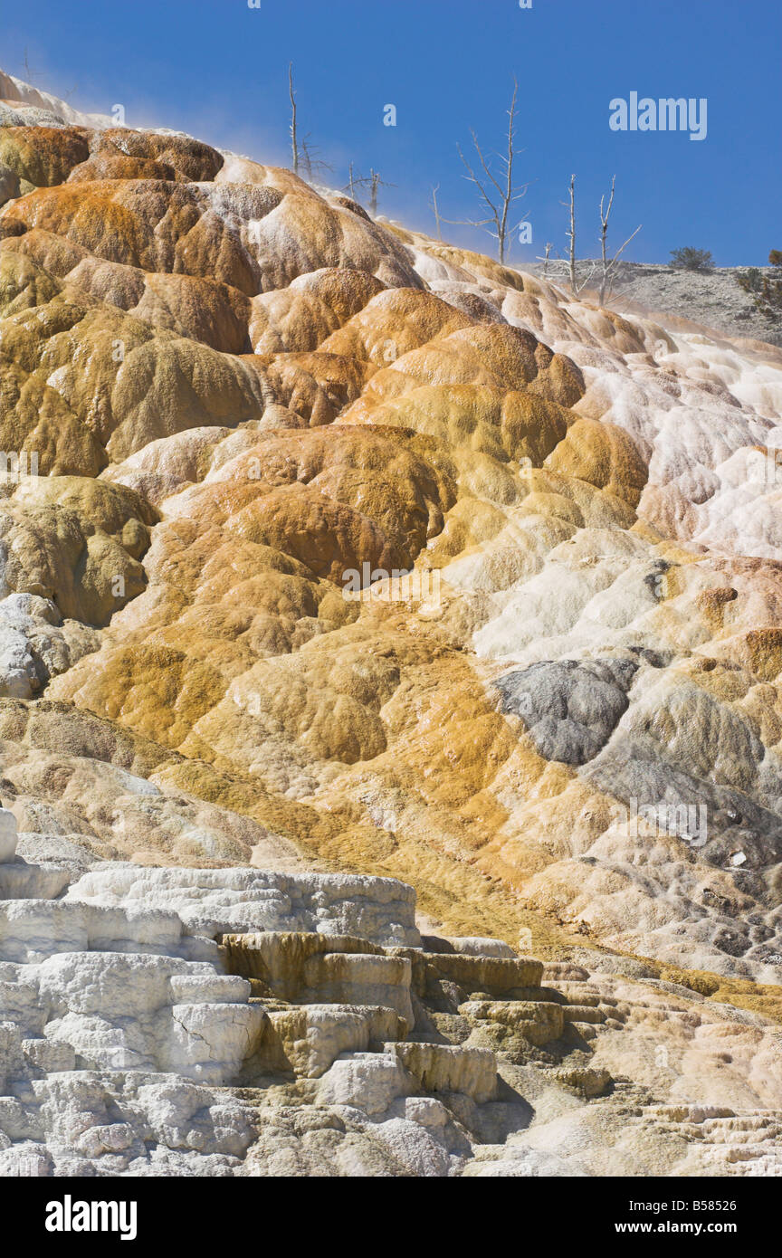 Palette Spring Terrace, Mammoth Hot Springs, Yellowstone National Park ...