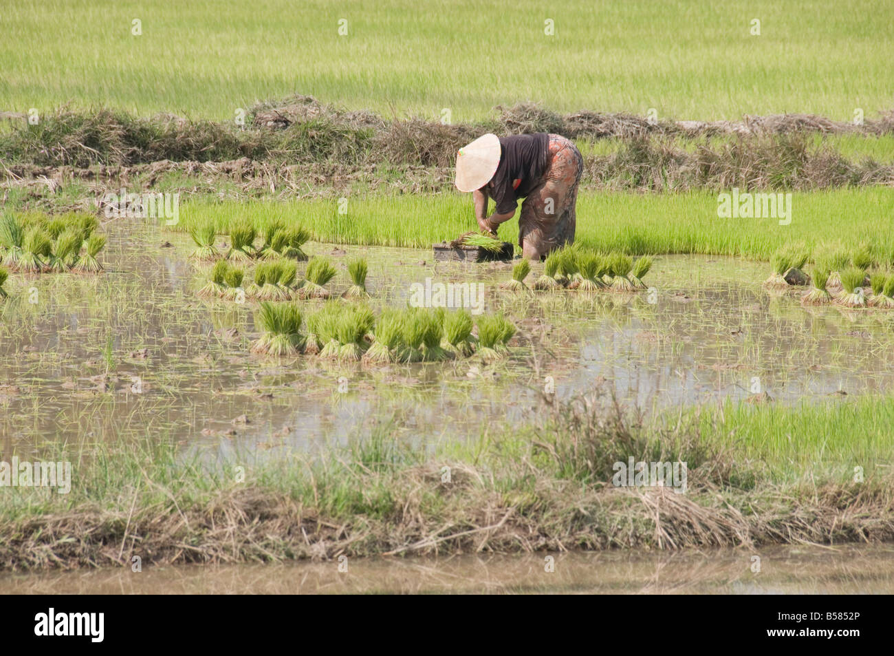 Planting rice, near Vientiane, Laos, Indochina, Southeast Asia, Asia ...