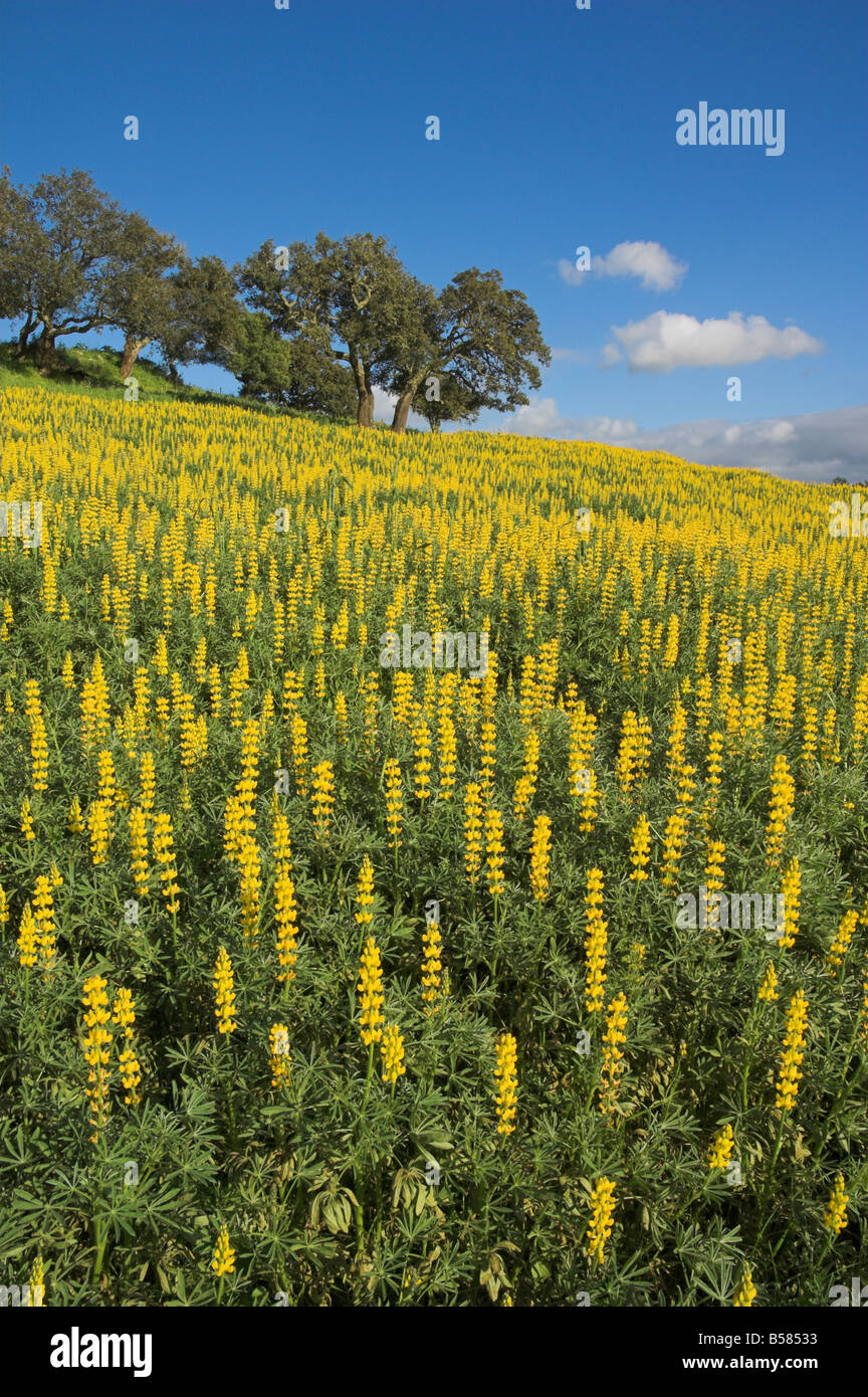 Port lupin hi-res stock photography and images - Alamy