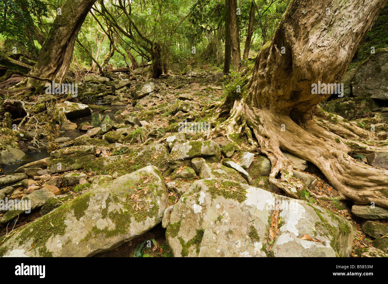Kanooka tree (water gum), Den of Nagun, Mitchell River National Park ...
