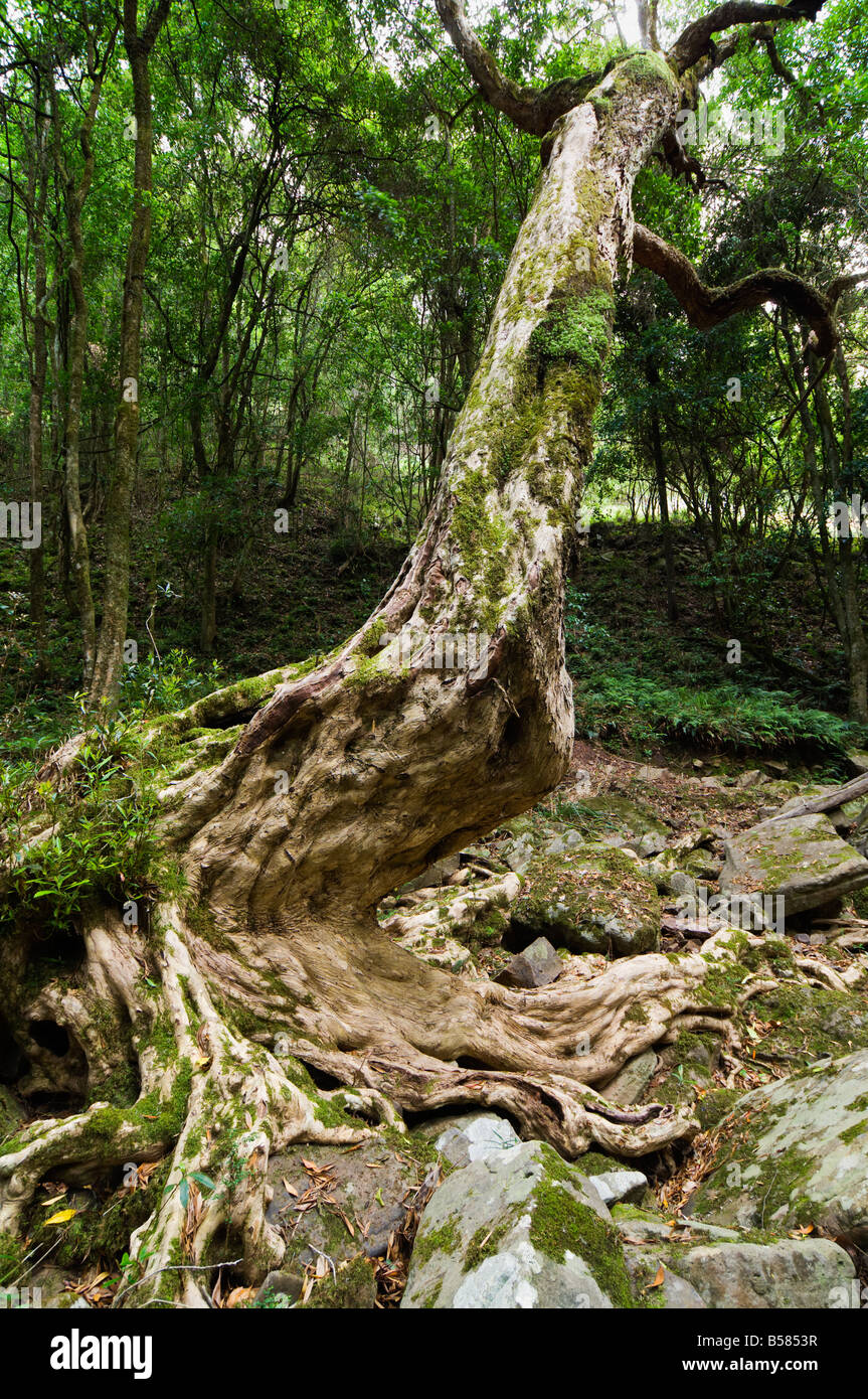 Kanooka tree hi-res stock photography and images - Alamy