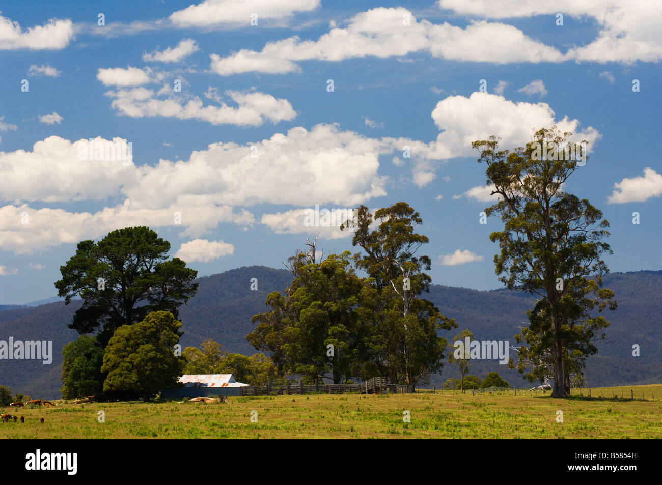 Australian butchers hi-res stock photography and images - Alamy