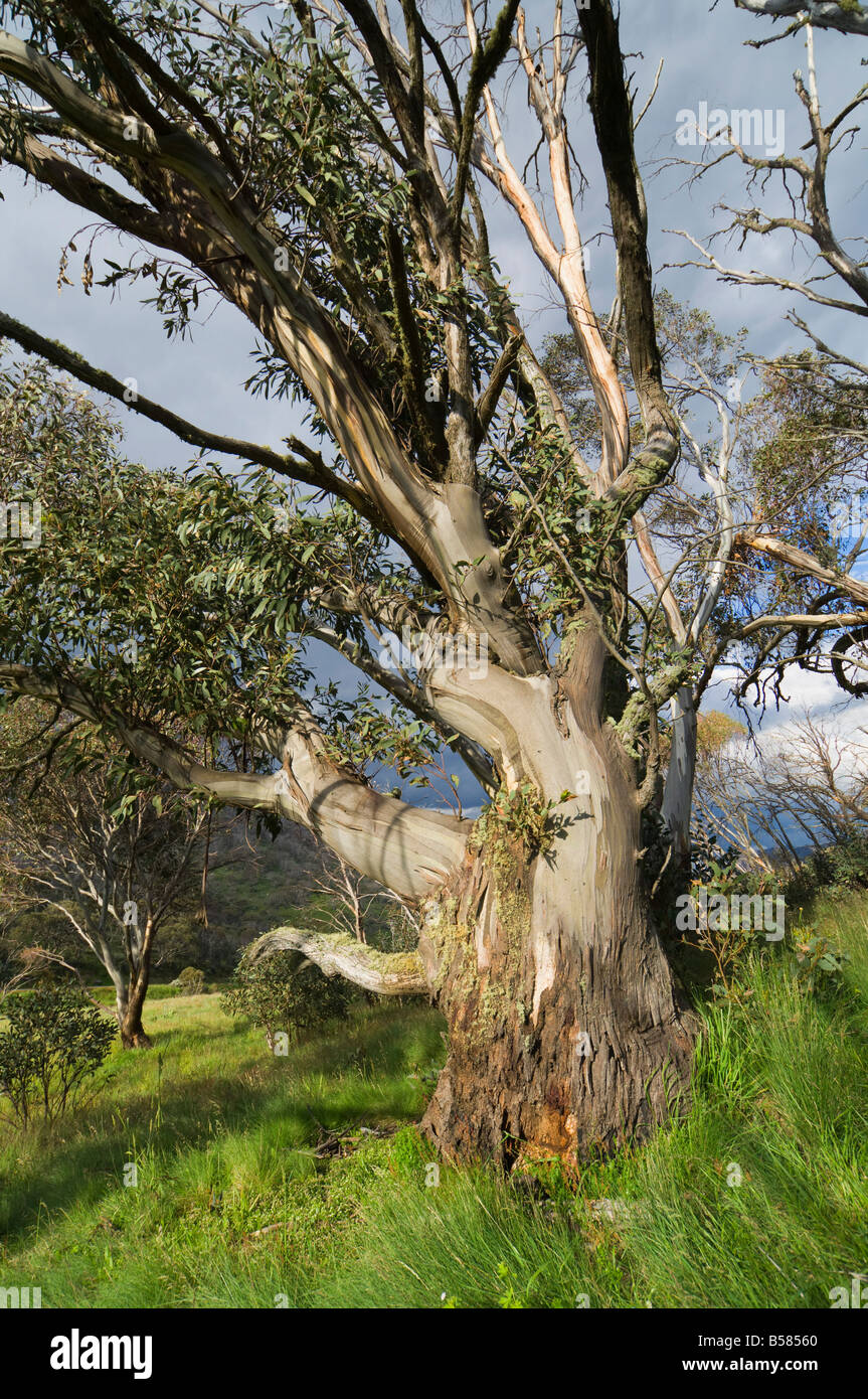 Snow gum hi-res stock photography and images - Alamy
