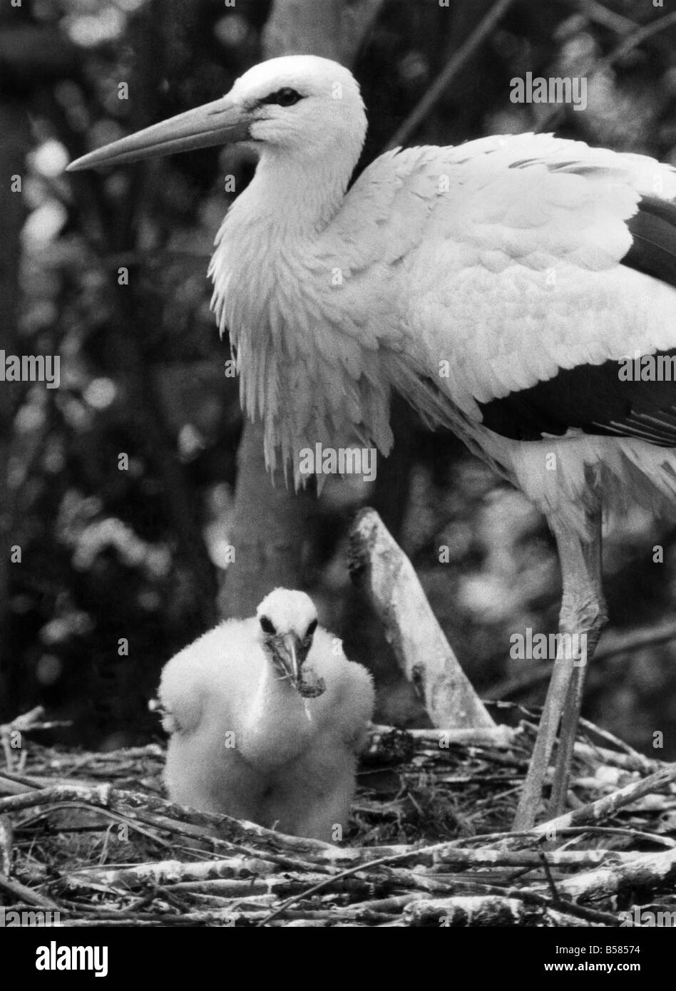 Mother birds hi-res stock photography and images - Alamy