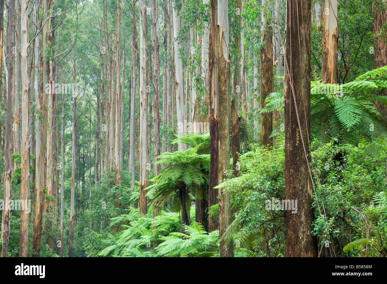Rainforest, Yarra Ranges National Park, Victoria, Australia, Pacific ...