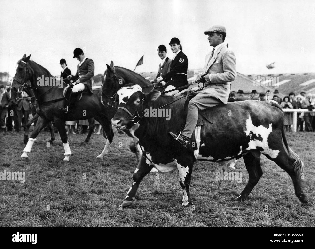 William stock bull at Church farm, Bugthorpe, Nr. York. Public ...