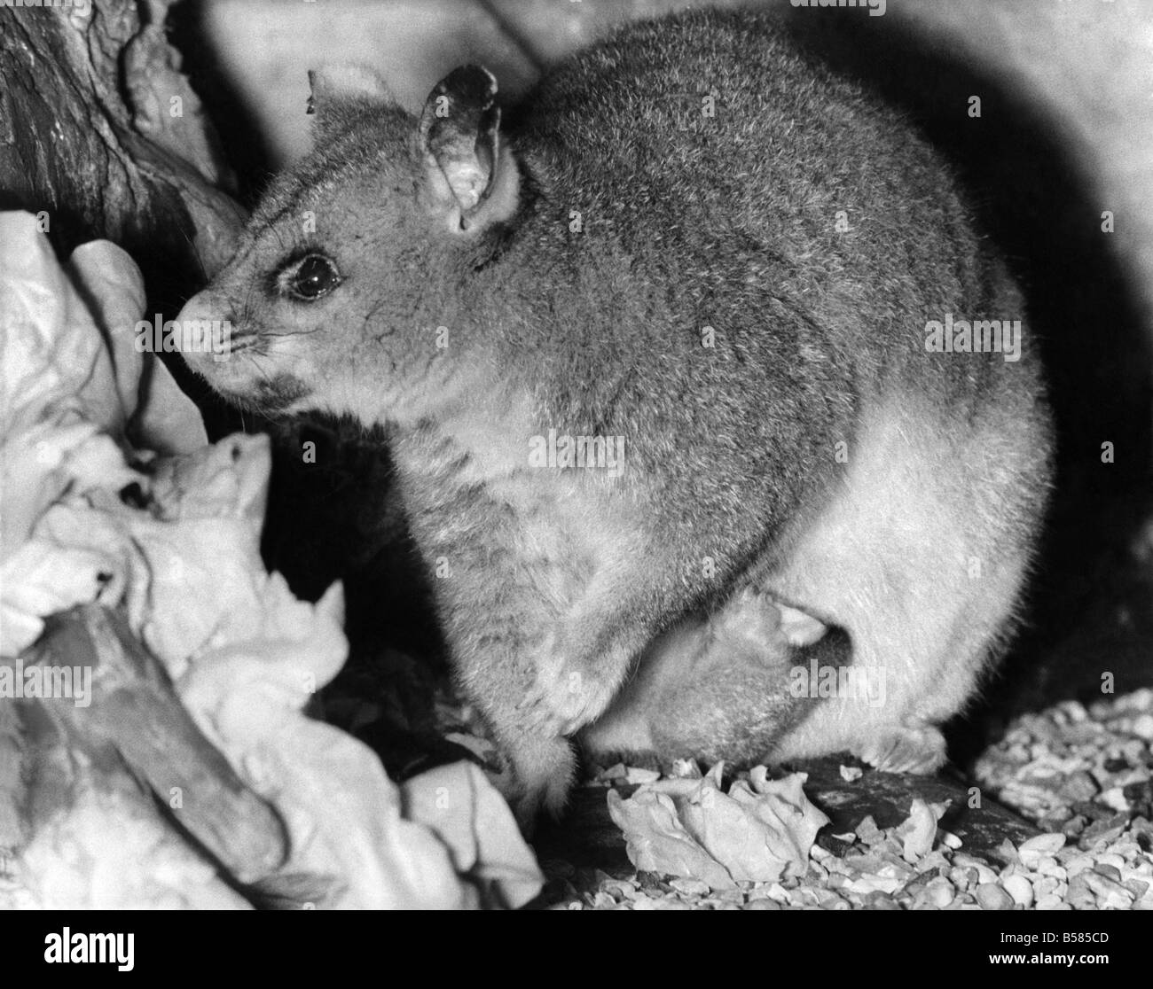 Grey Phalanger commonly known as the Southern Common Cuscus. April 1968 ...