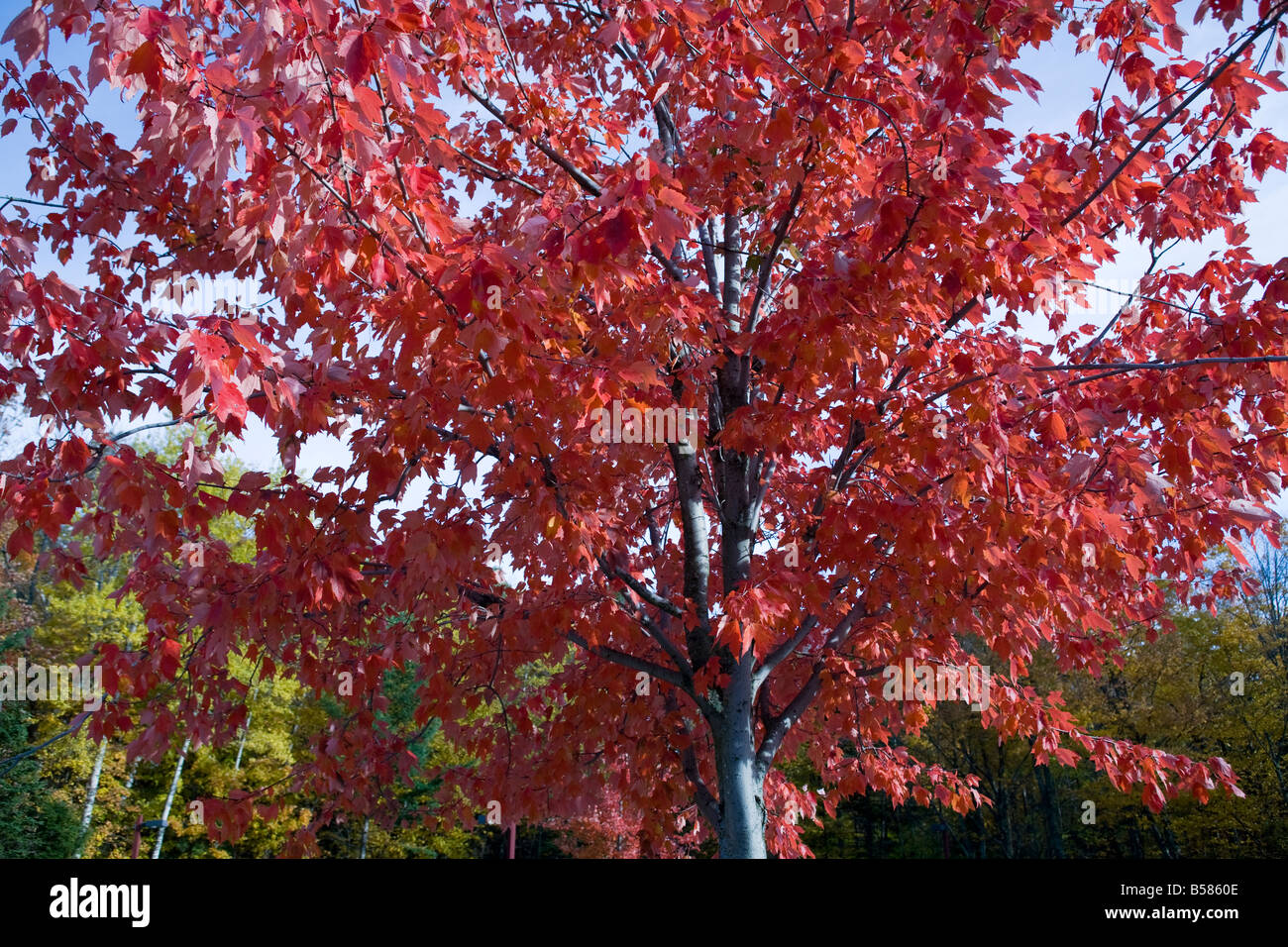 Fall leaf color change hi-res stock photography and images - Alamy