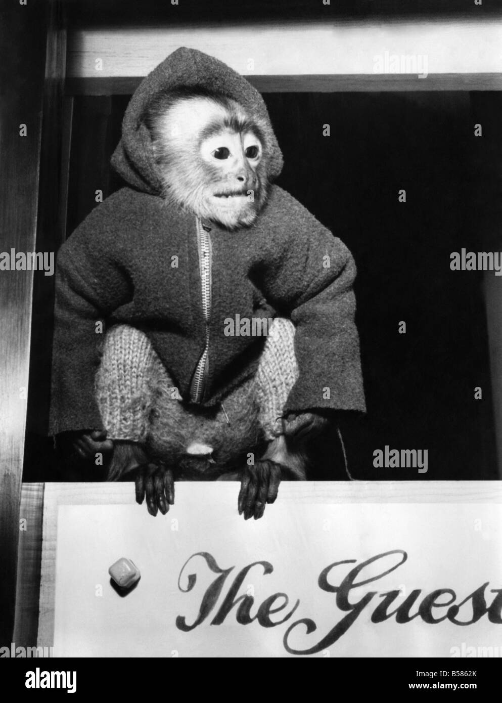 Coat monkeys hi-res stock photography and images - Alamy