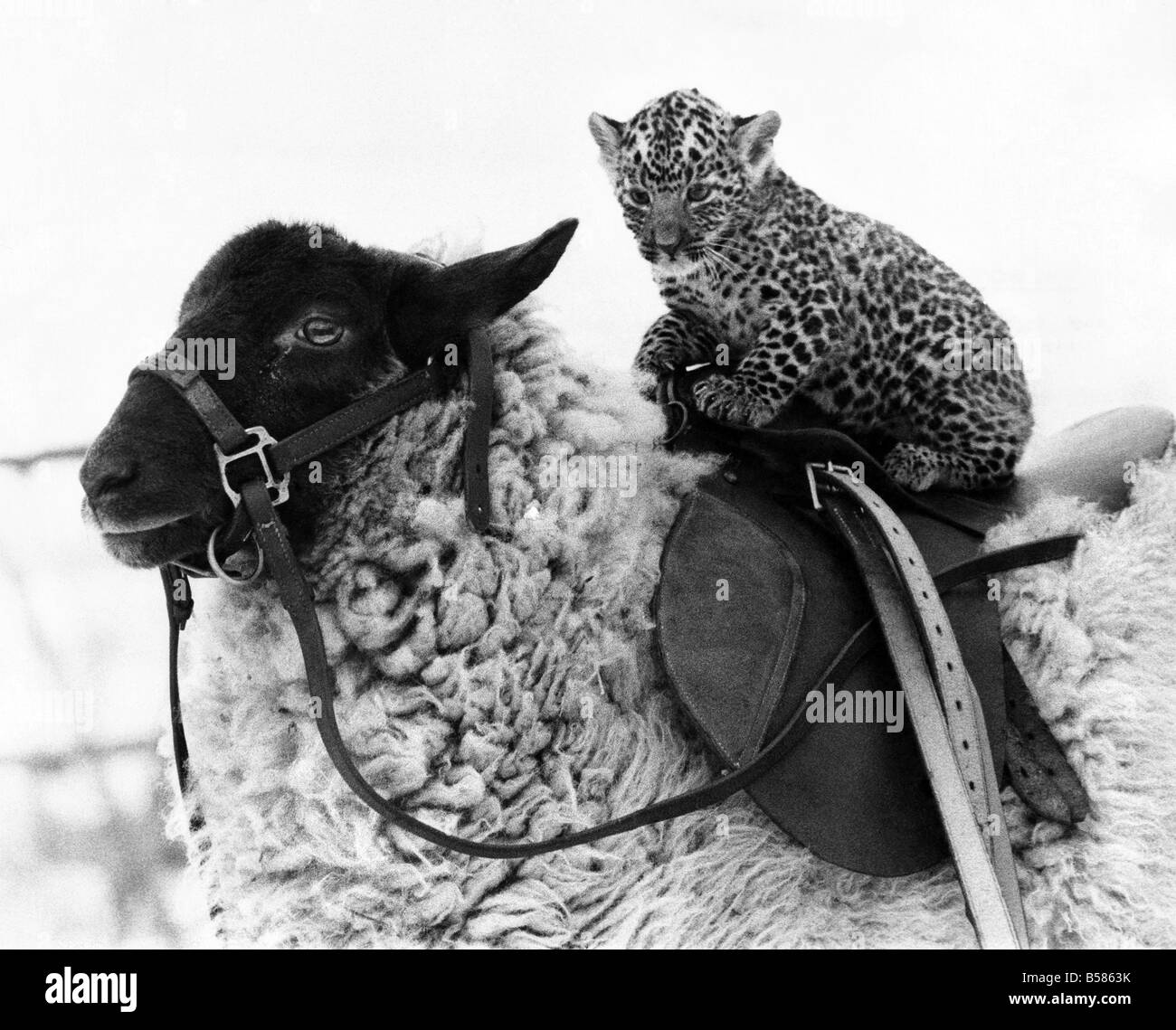 Cat and sheep hi-res stock photography and images - Alamy