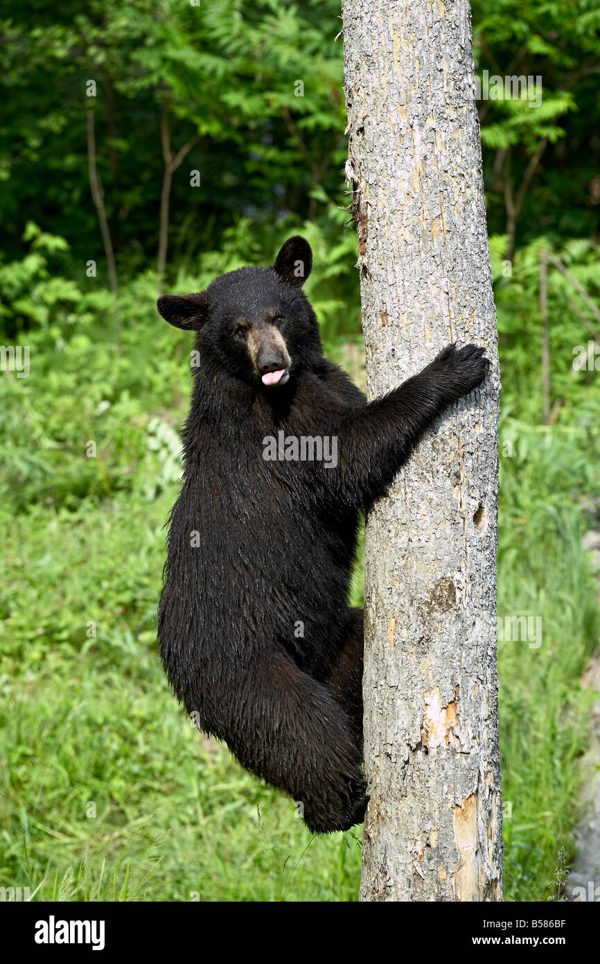 Black Bear Ursus Americanus Climbing A Tree In Captivity Sandstone