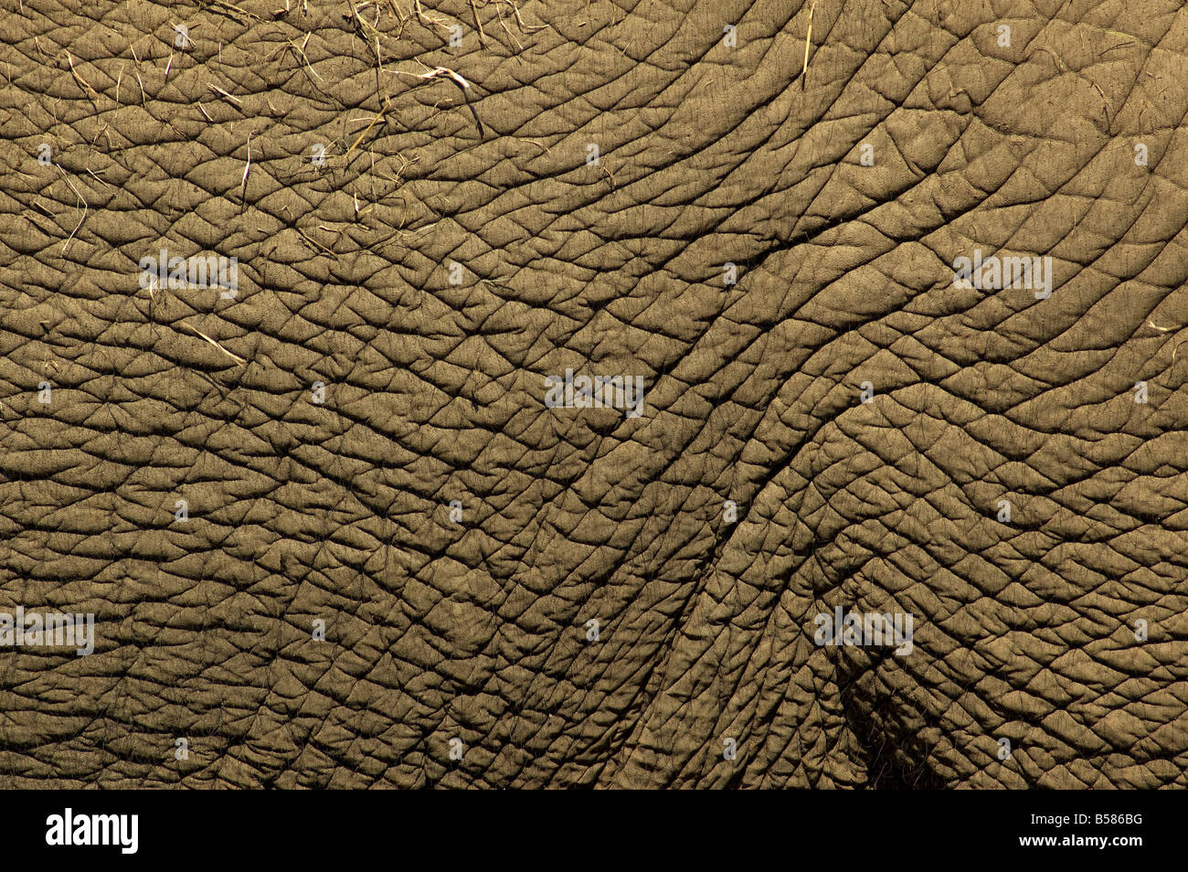 Close up of a part of an elephant skin Stock Photo - Alamy