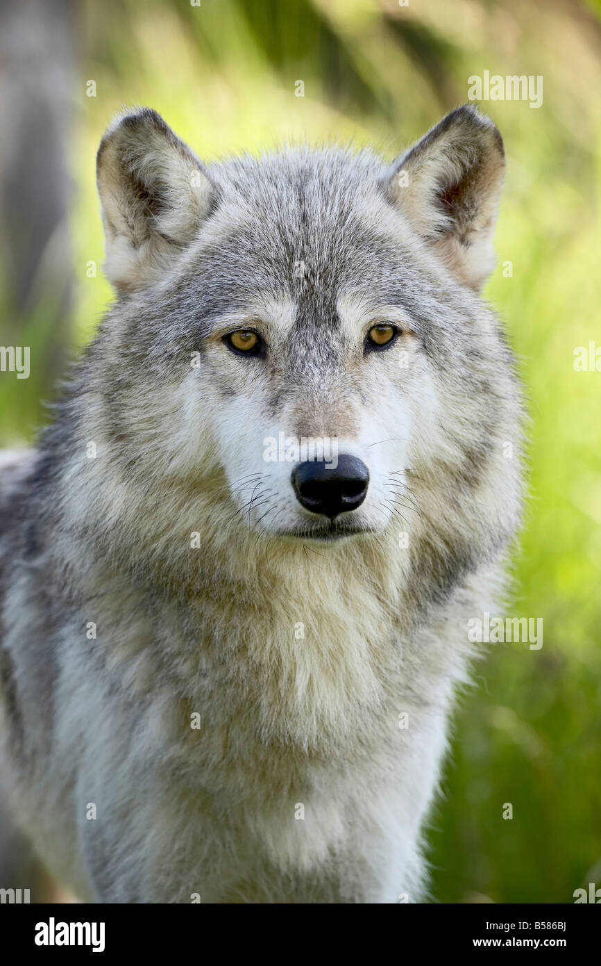Gray wolf (Canis lupus), in captivity, Sandstone, Minnesota, United ...