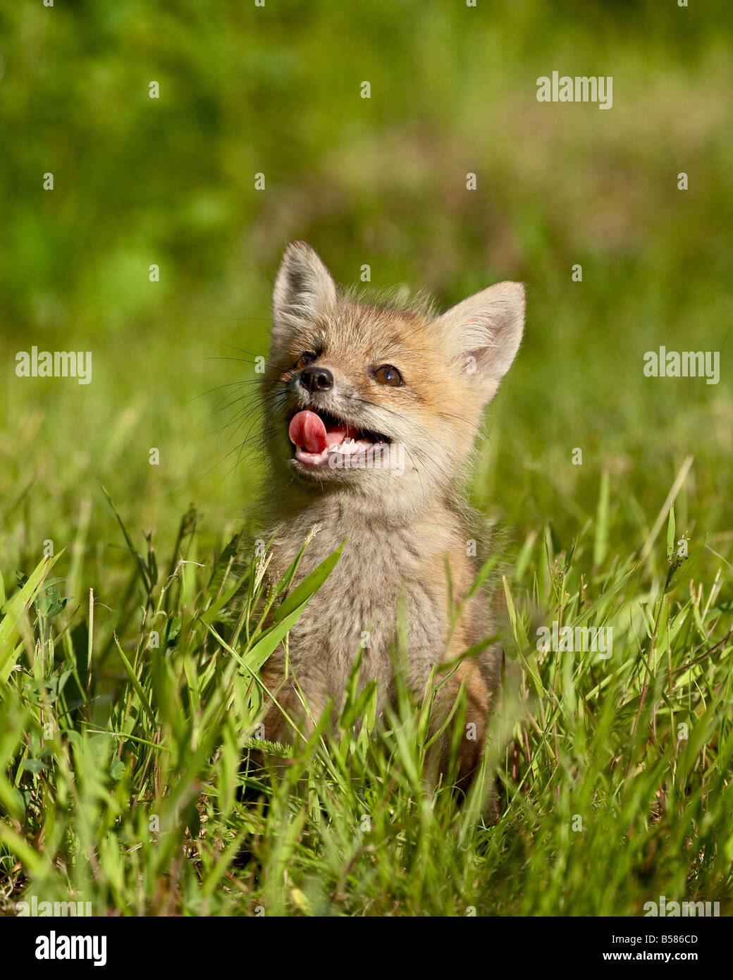 Vulpes vul hi-res stock photography and images - Alamy